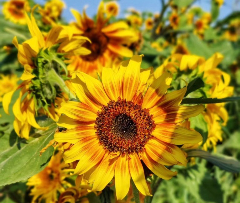 The Best Sunflower Fields in Indiana to Visit This Season – Indiana Hannah