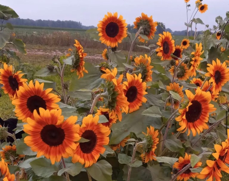 The Best Sunflower Fields in Indiana to Visit This Season – Indiana Hannah