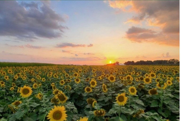 The Best Sunflower Fields in Indiana to Visit This Season – Indiana Hannah