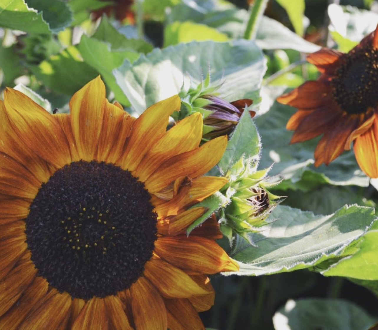 The Best Sunflower Fields in Indiana to Visit This Season – Indiana Hannah