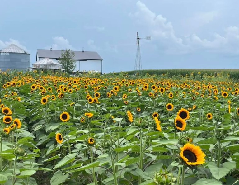 The Best Sunflower Fields in Indiana to Visit This Season – Indiana Hannah