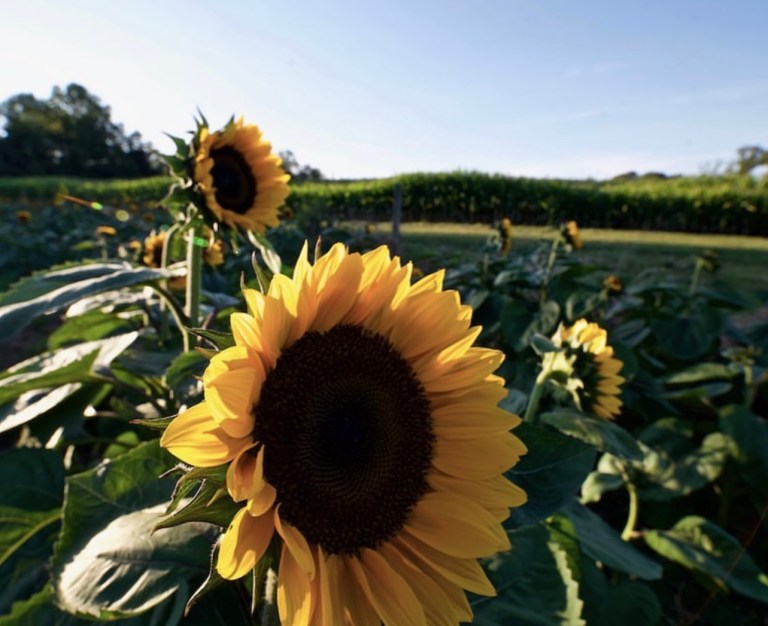 The Best Sunflower Fields in Indiana to Visit This Season – Indiana Hannah