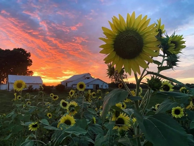 The Best Sunflower Fields in Indiana to Visit This Season – Indiana Hannah