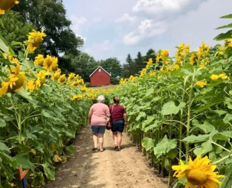 The Best Sunflower Fields in Indiana to Visit This Season – Indiana Hannah