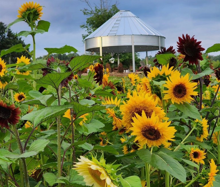 The Best Sunflower Fields in Indiana to Visit This Season – Indiana Hannah