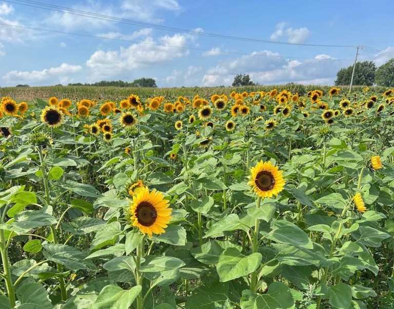 The Best Sunflower Fields in Indiana to Visit This Season – Indiana Hannah