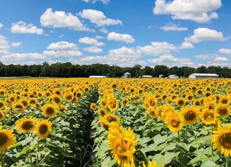 The Best Sunflower Fields in Indiana to Visit This Season – Indiana Hannah